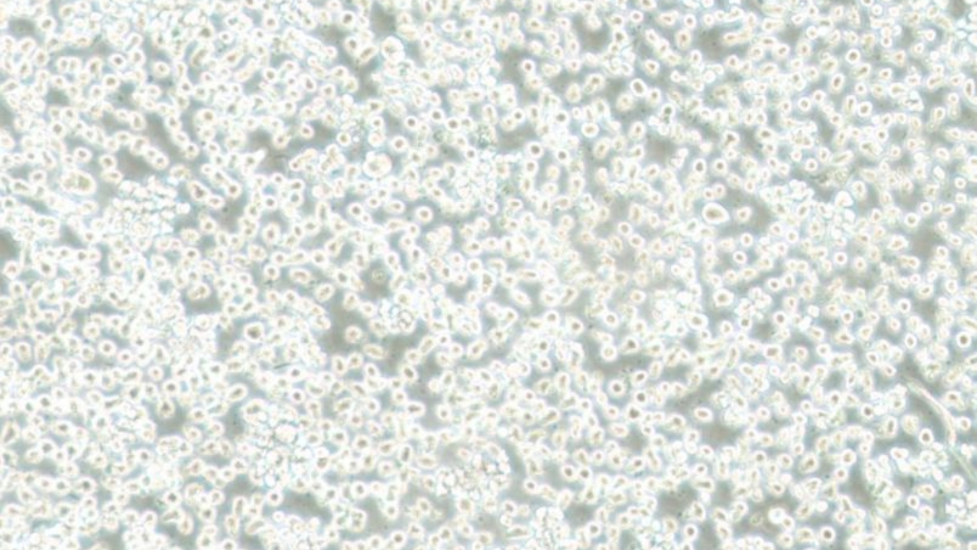 Mono-Mac-6 (人急性单核细胞白血病细胞) (STR鉴定正确) - 科德角国际鲎试剂