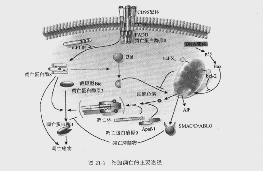 凋亡的相关基因之Fas基因、p53基因、c-myc以及bcl-X基因 - 科德角国际鲎试剂